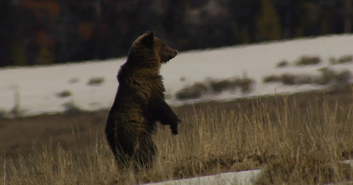 Yellowstone on alert after grizzly bear attack