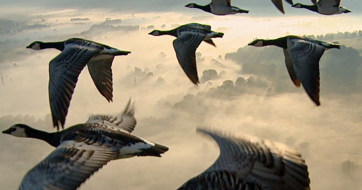 Get bird’s eye view of the world in new documentary