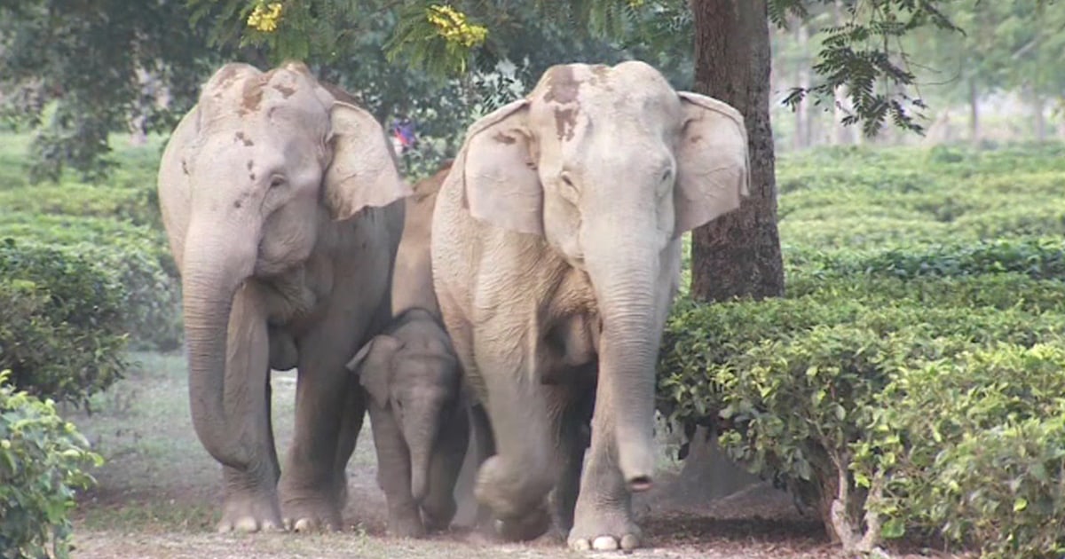 Rogue elephants, humans, in deadly battle