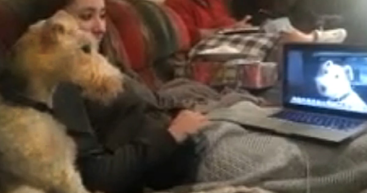 Staying in touch: Dogs howl across Skype