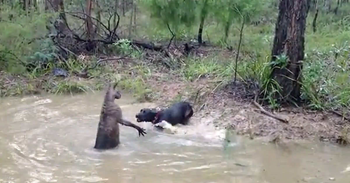 A Great Dane and a kangaroo duke it out
