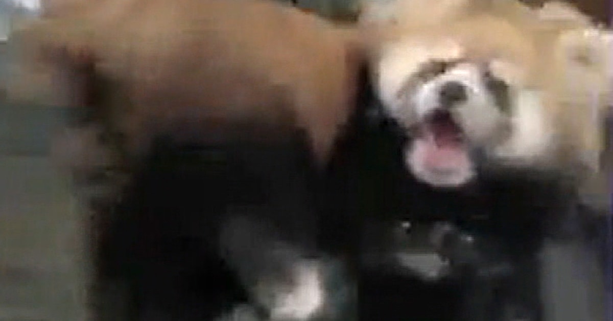 Eek! Startled, 3-month-old red panda freaks out