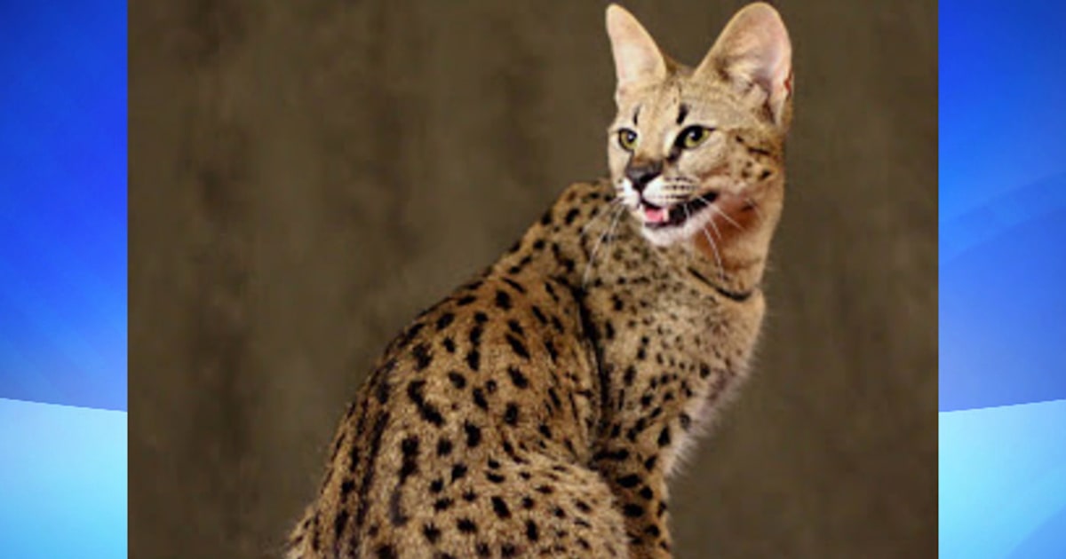 Feral Savannah cat spotted in Detroit