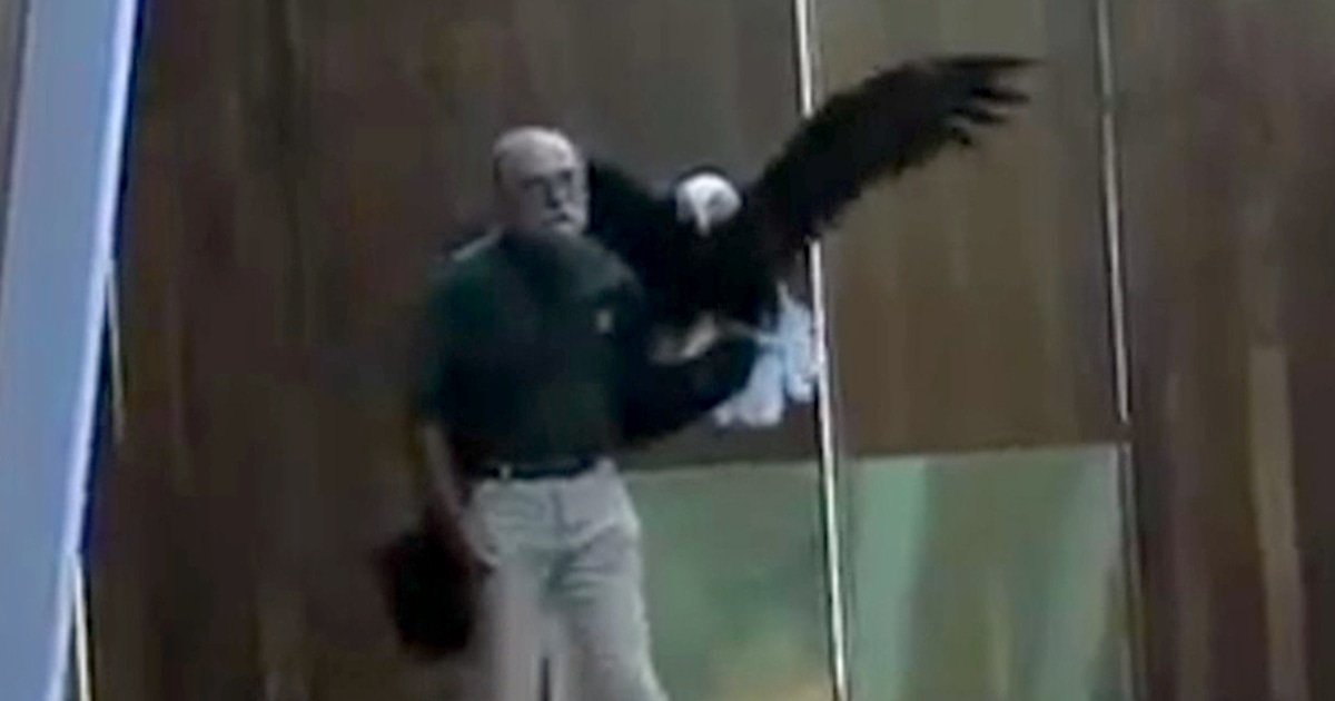 Bald eagle unharmed after crashing into window