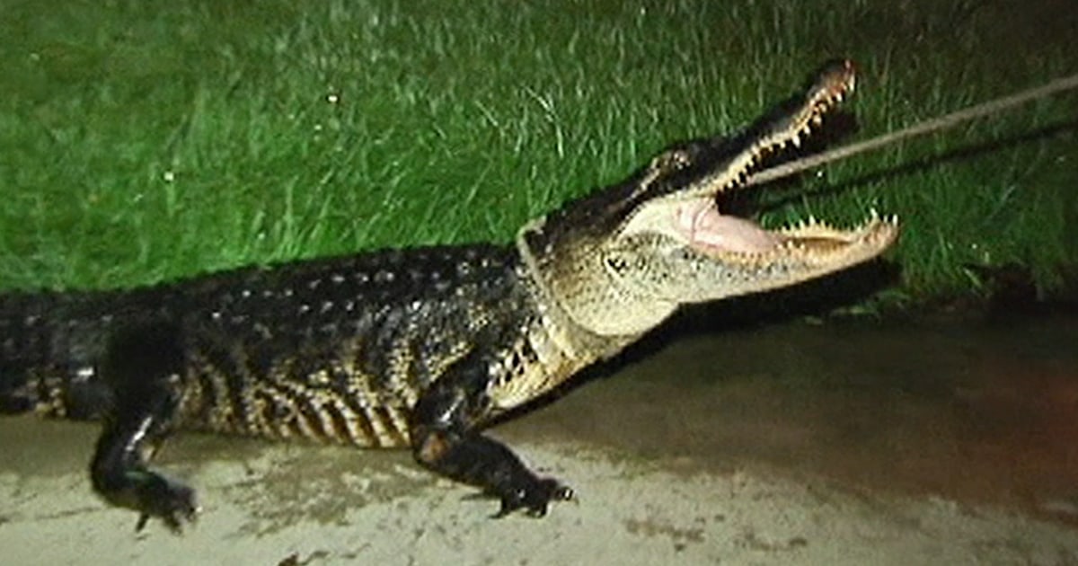 Unwelcomed guest: 9-foot gator surprises family at front door