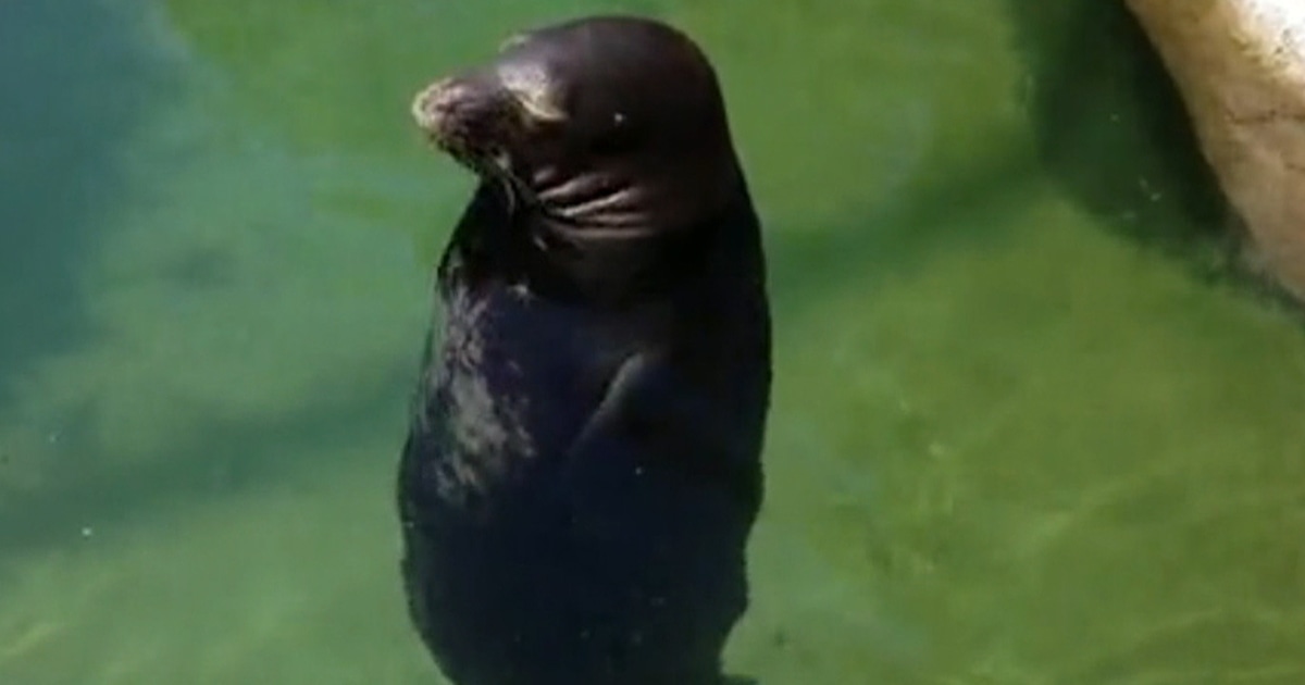 Spin cycle: Seal turns and turns and turns…