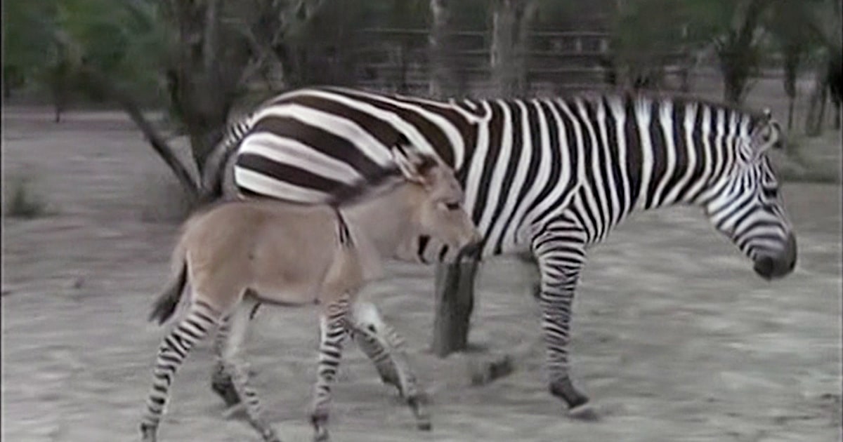 zonkey