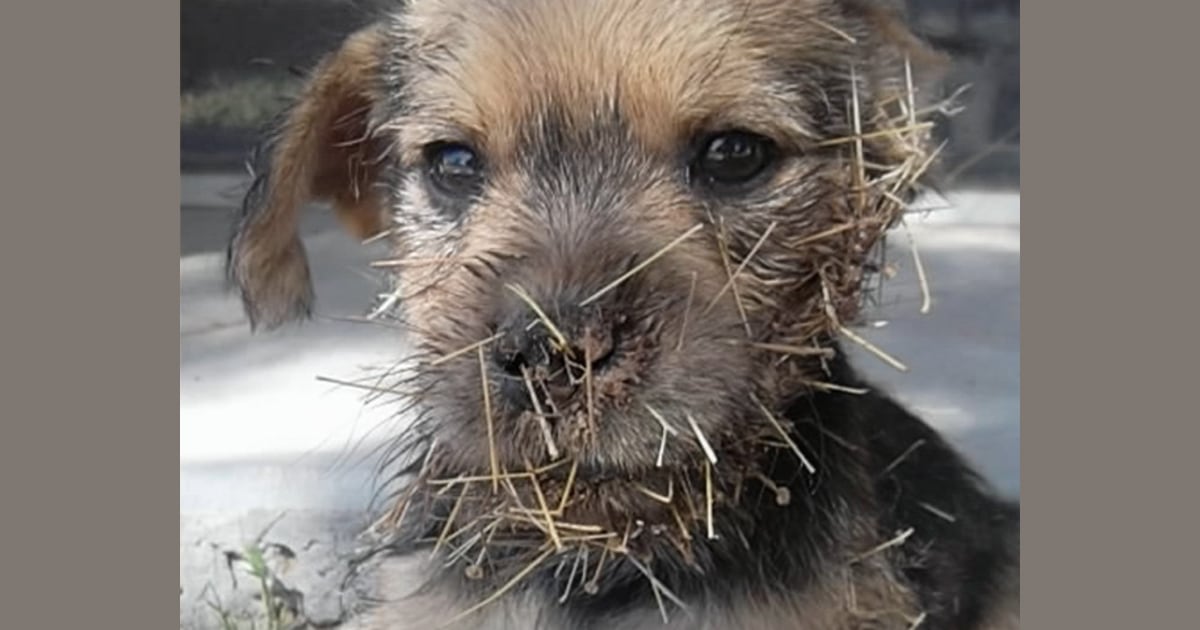 ‘Cactus Jack’ on the mend