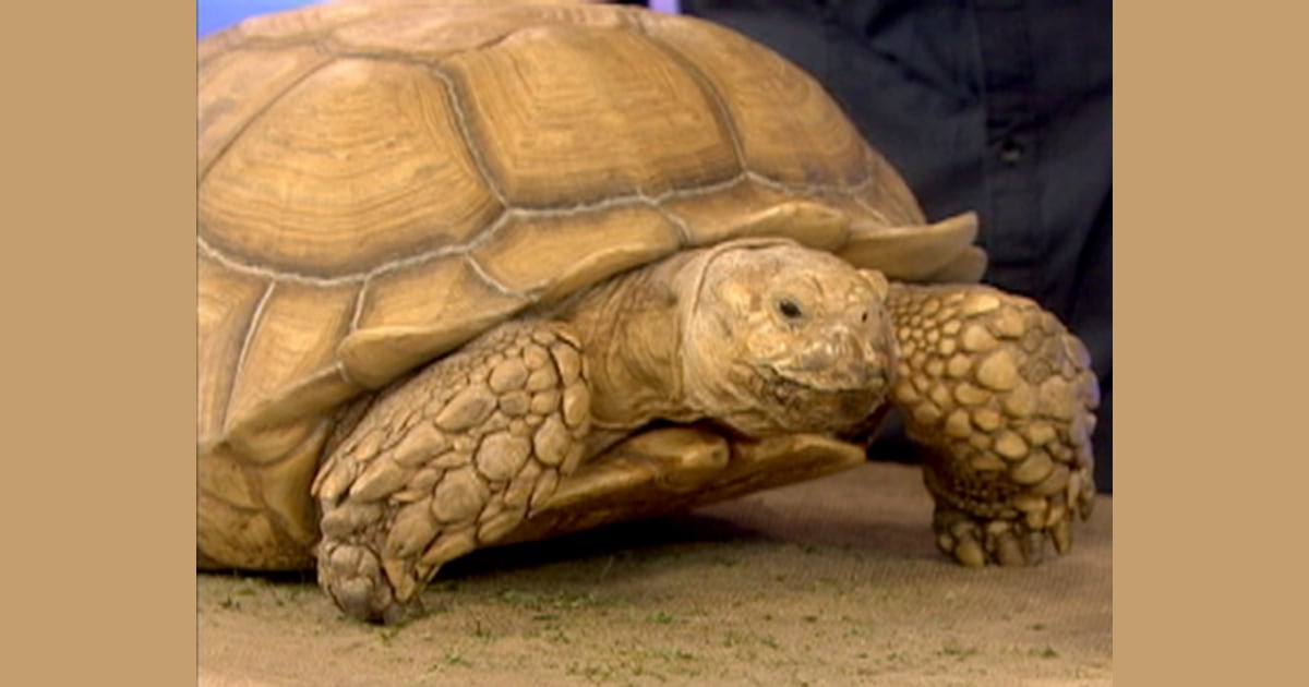 Reptile invasion! Terrific tortoise, lovely lizard