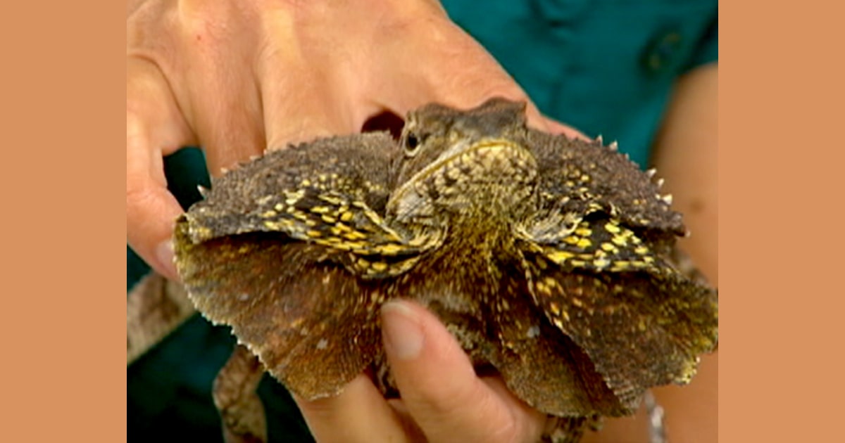 How animals survive in the wild