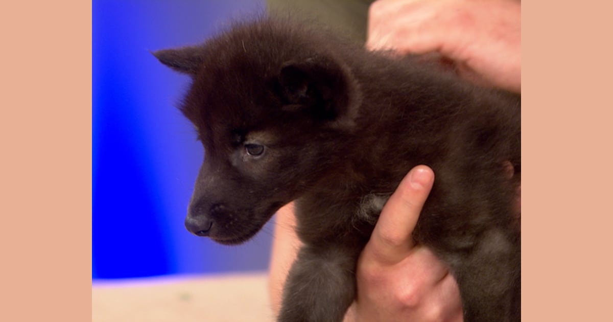 KLG, Hoda say hello to adorable wolf pups