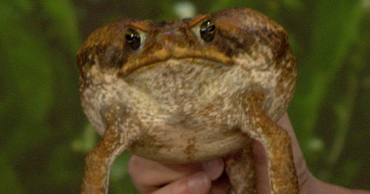 Meet animals that use tricks and pranks to stay alive in the wild