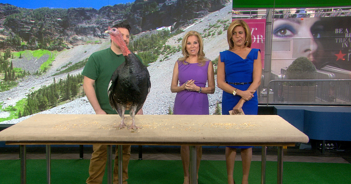 Take cover! KLG, Hoda hide from startled turkey