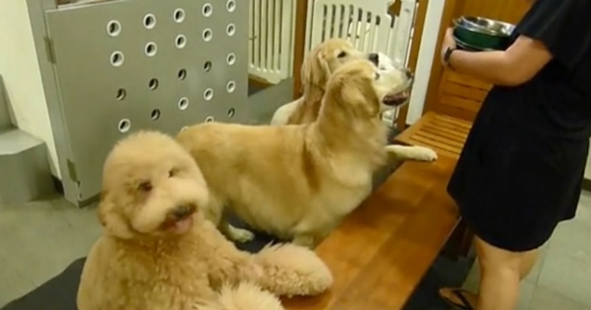 Amen! These dogs say grace before dinner time