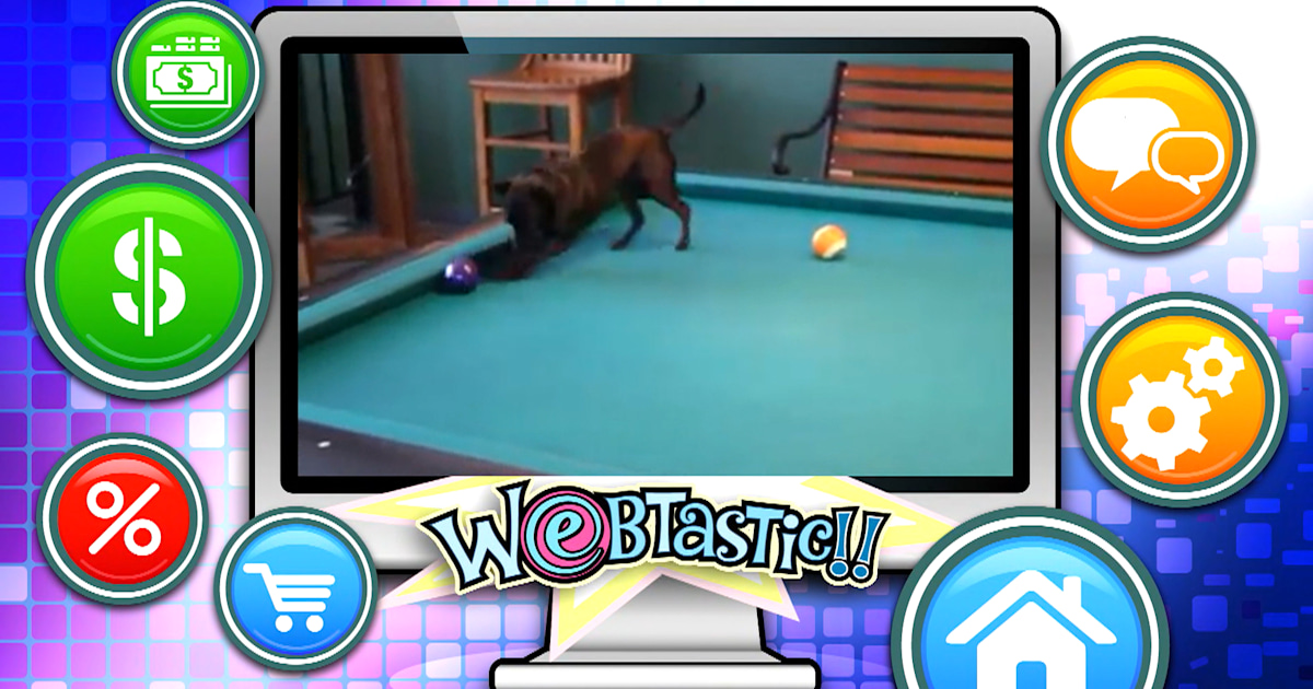Watch this pup play billiards like a pro