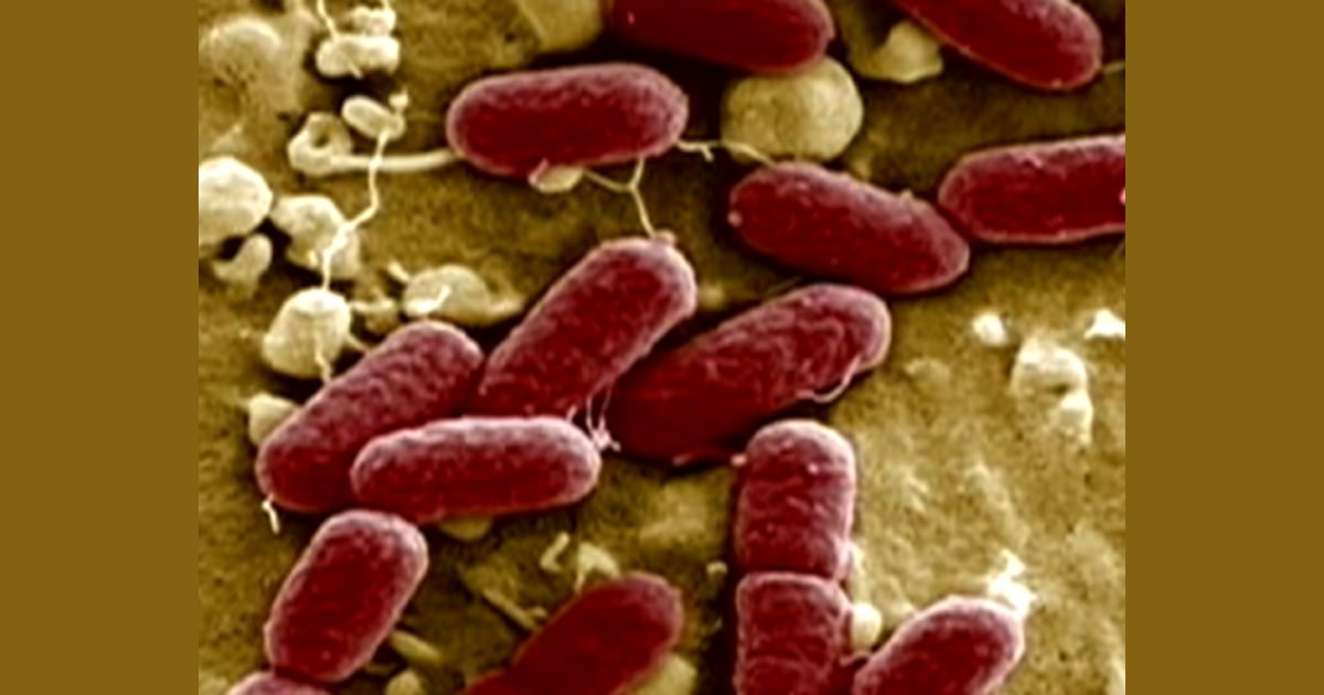 E. coli outbreak causes panic across Europe