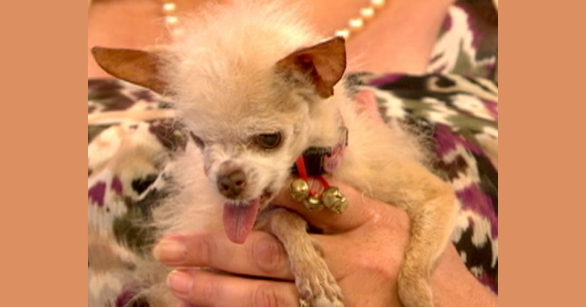 What a dog! Meet world’s ugliest mutt