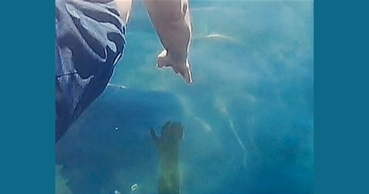 Man riding shark video goes viral