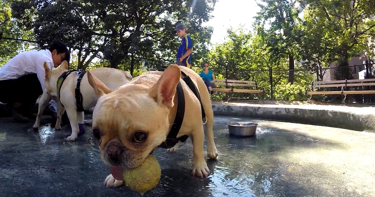 Canine Cognition Center at Yale studies what your dog is thinking