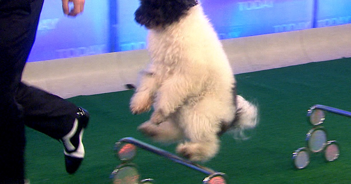 Top dogs! Olate Dogs are ‘AGT’ winners