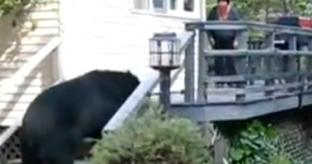 Scaredy bear! Wild animal no match for angry woman
