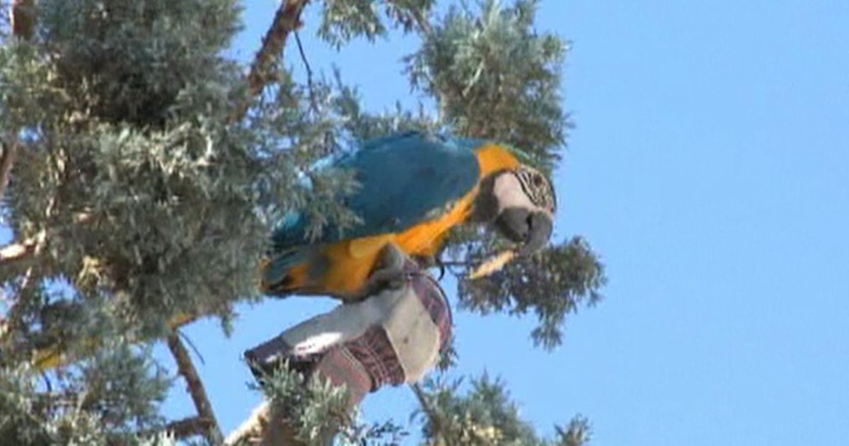 Bye bye birdie: Exotic parrot is on the loose