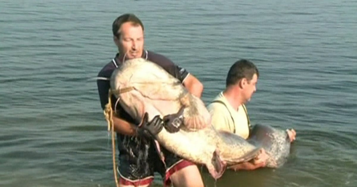 Fish story: 220-lb. catfish caught in Slovakia