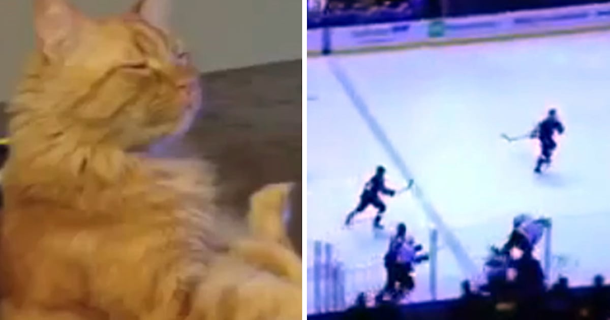 Ducks fan Dave is one hockey-loving cat