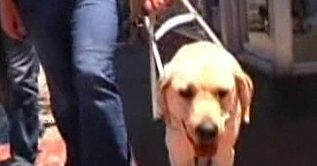 Guide dog saves trainers from out-of-control car