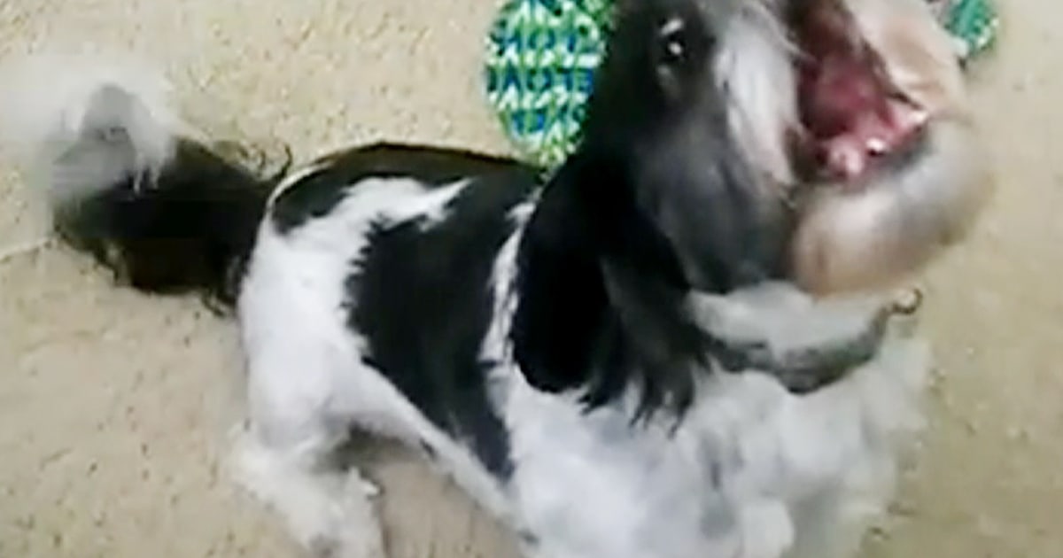 Howl-arious! This dog screams like a human