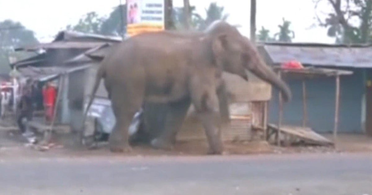 Video: Elephant goes on rampage, smashing homes in Indian town