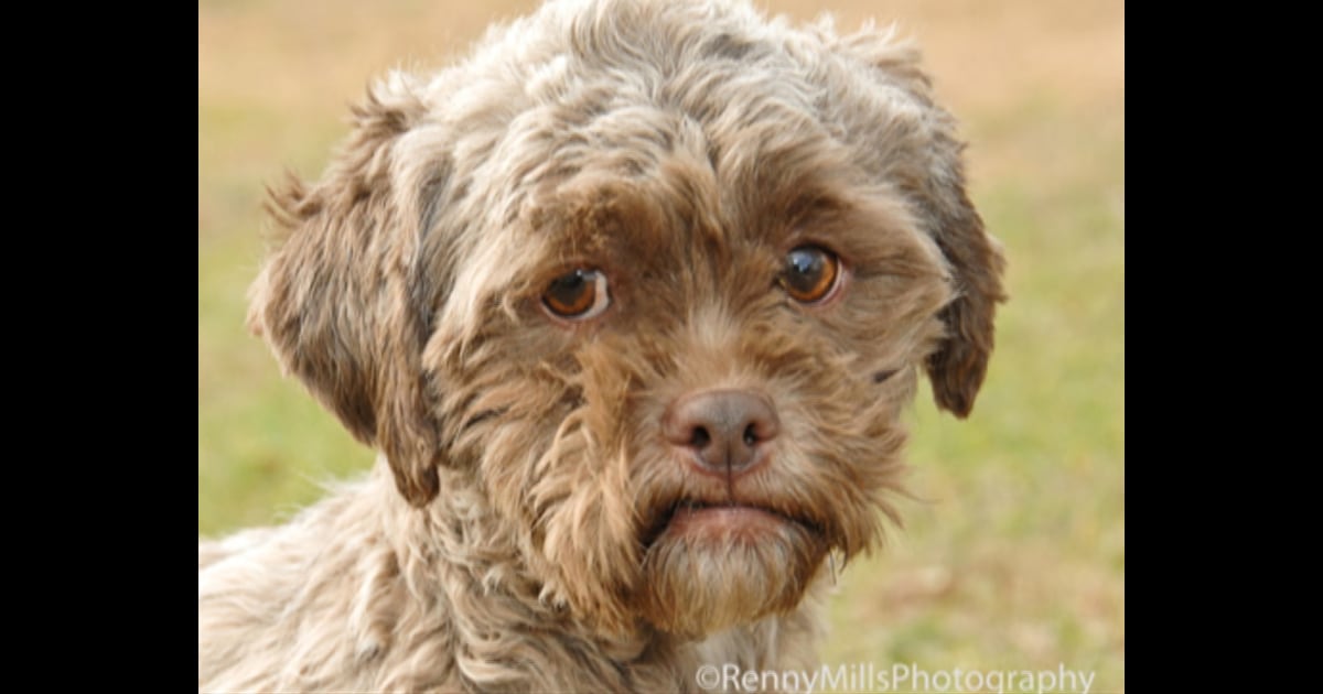 Dog with human face looks for home, melts hearts