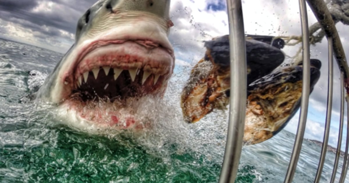 Woman who took photo of shark 'wasn't a little bit frightened'