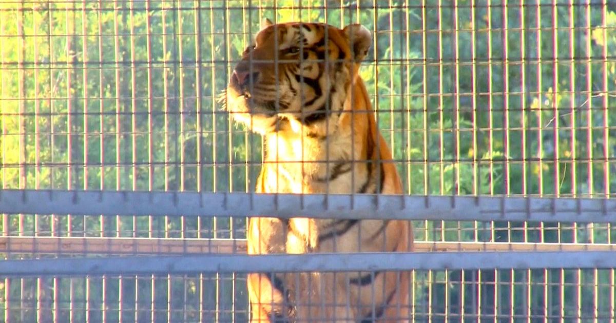 Woman mauled by tiger at exotic animal park