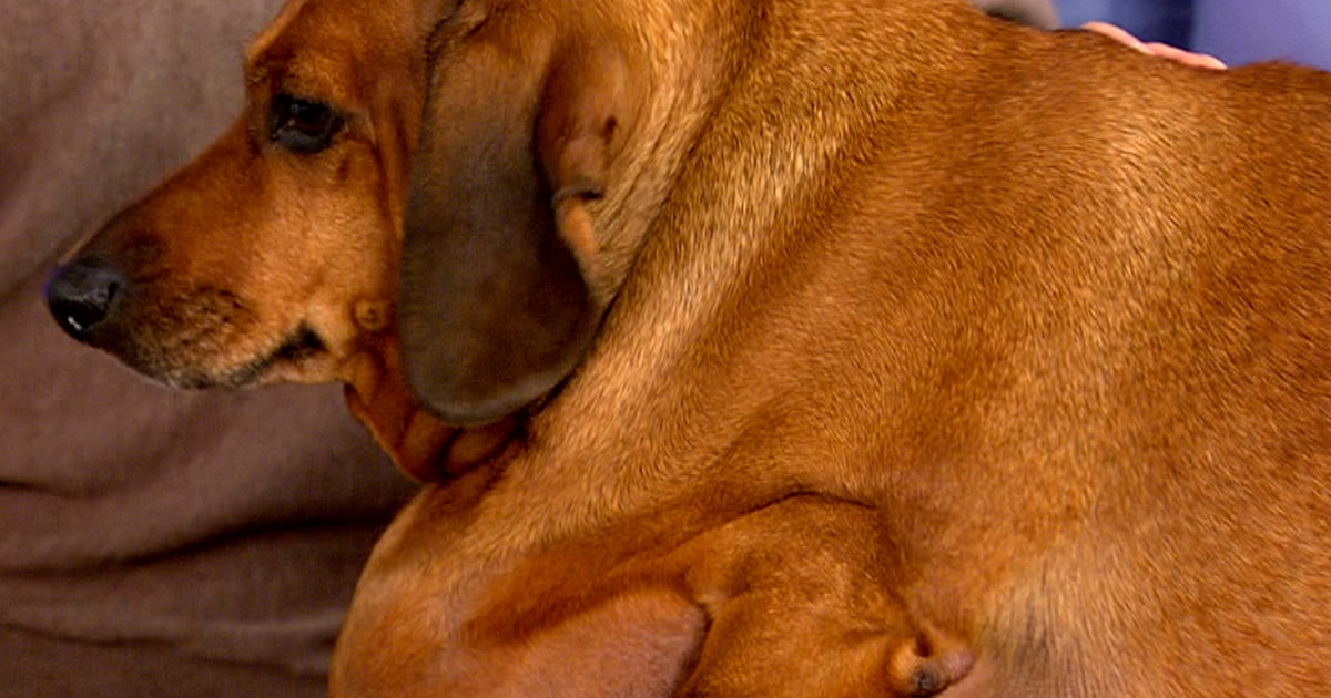 Obie the obese dog in custody battle