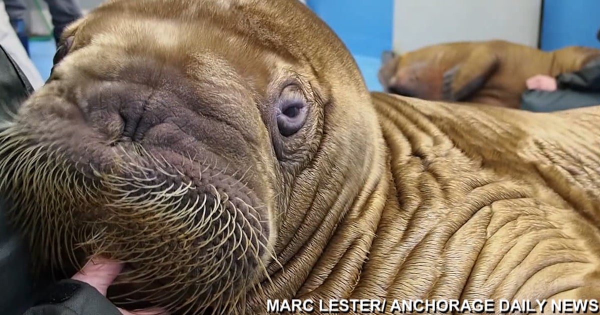 Baby walrus is Brooklyn’s newest aquatic resident