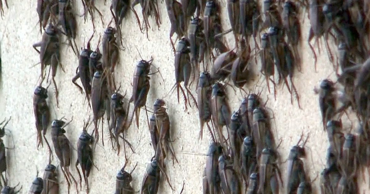 Swarming crickets invade parts of Oklahoma
