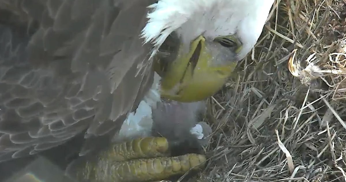 Baby bald eagles beginning to hatch live on camera