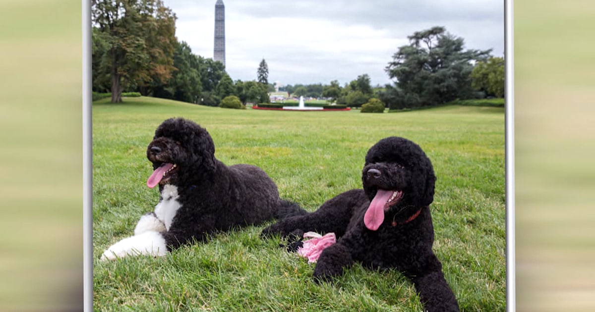 Doggone! Meet the Obamas’ new pup, Sunny