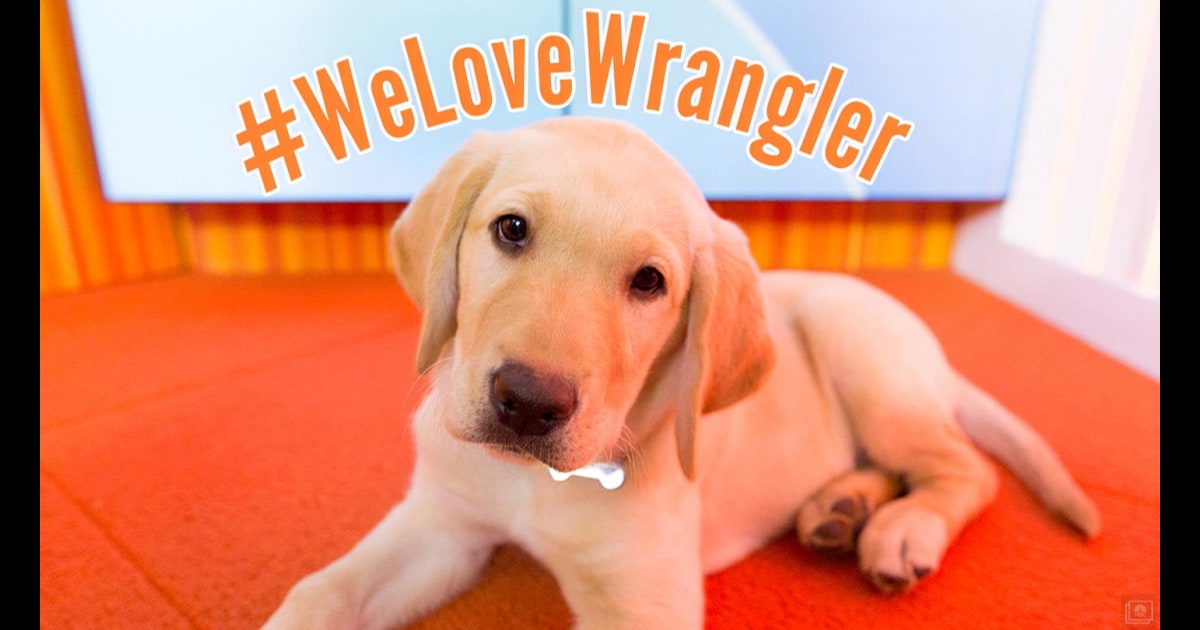 TODAY viewers send love to Wrangler ahead of formal guide dog training