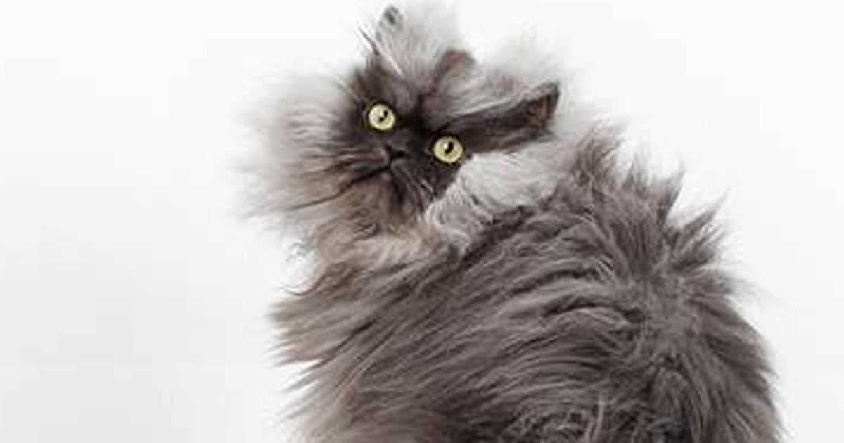 Colonel Meow has hair-raising Guinness record