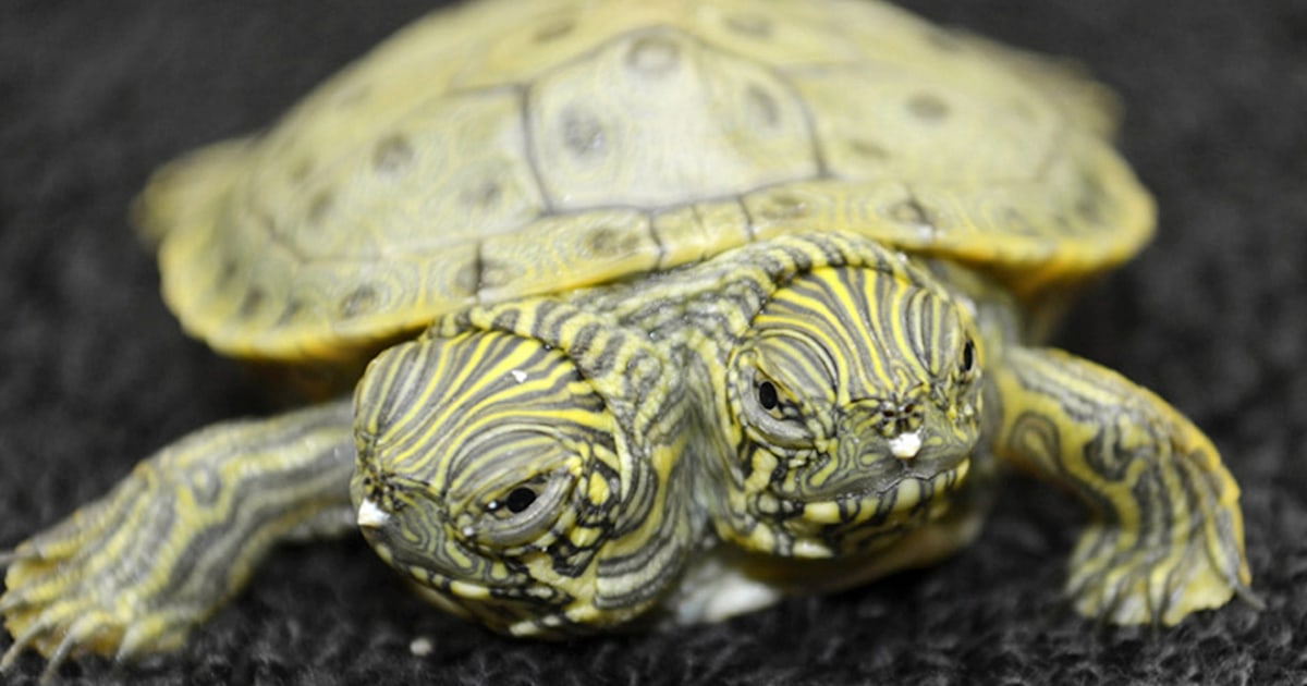 Two-headed turtle born at Texas zoo