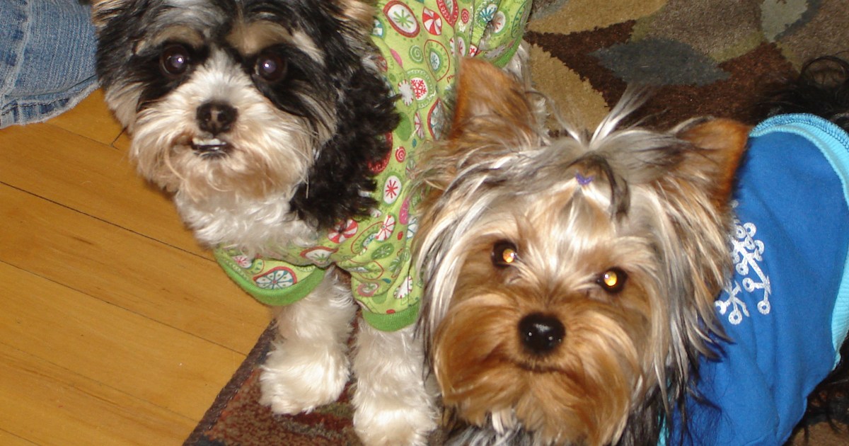 In Wisconsin town, more than 2 dogs is too many