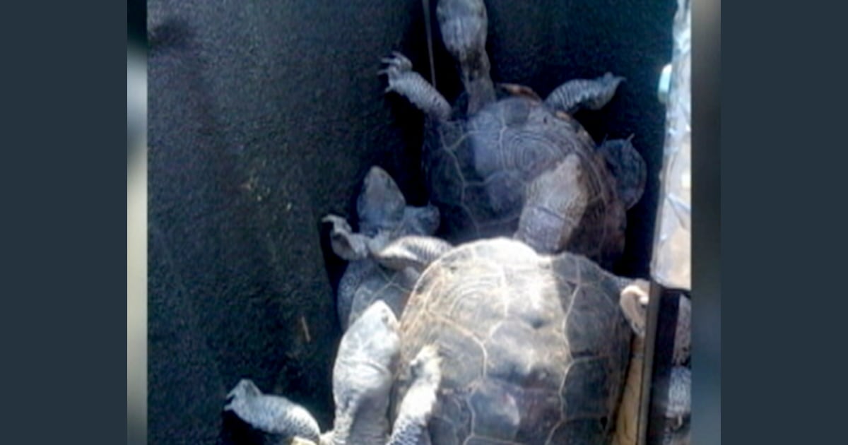 Shell shock! Turtles take stroll on tarmac