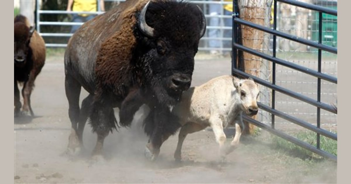 ‘He’s the hope of all nations’: Rare white buffalo named