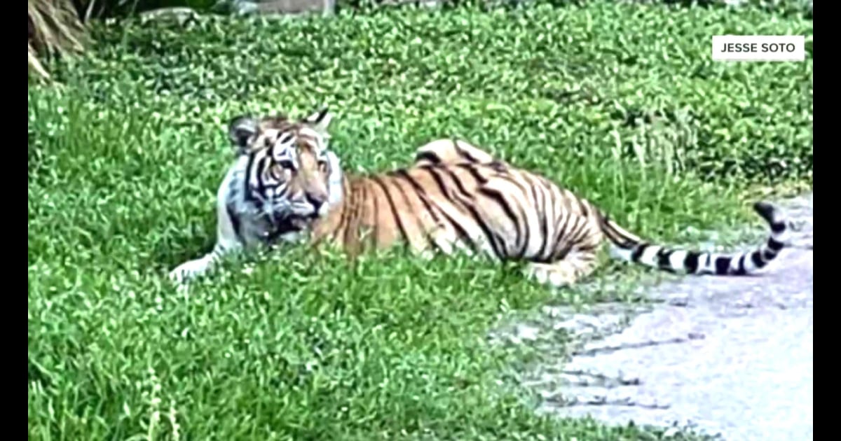 Tiger spotted in Houston still missing, owner is arrested