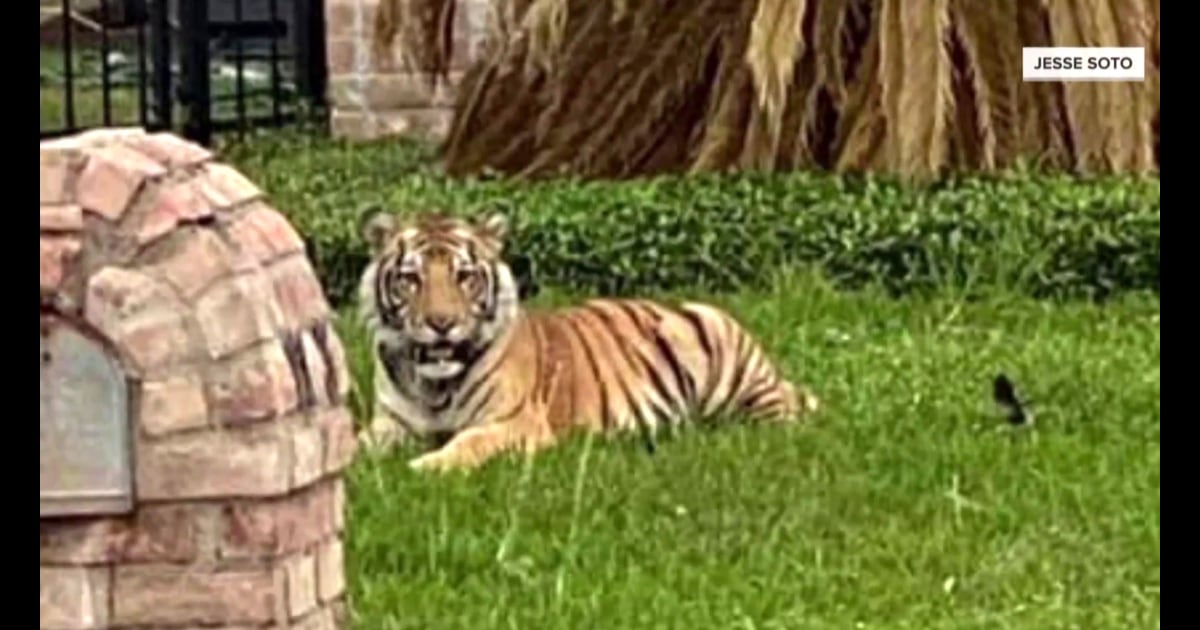 Tiger seen wandering Houston neighborhood is still missing