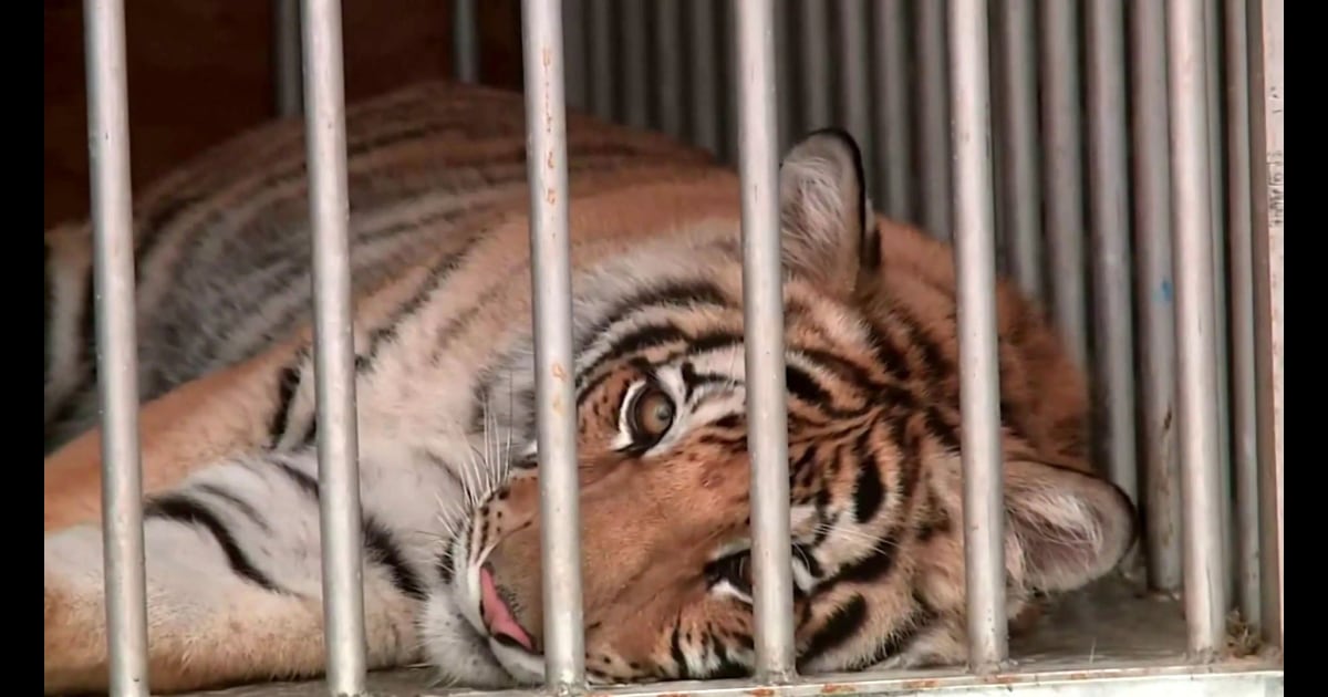Missing tiger in Houston found safe after 8-day search