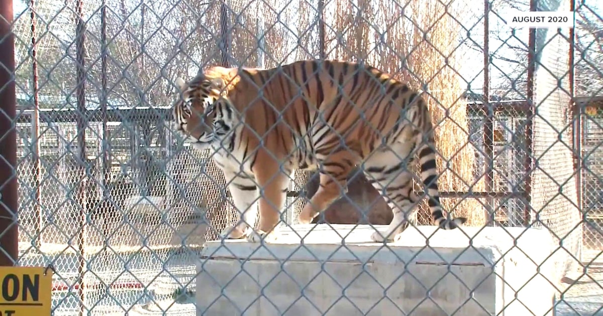 Big cats seized from 'Tiger King' star's compound