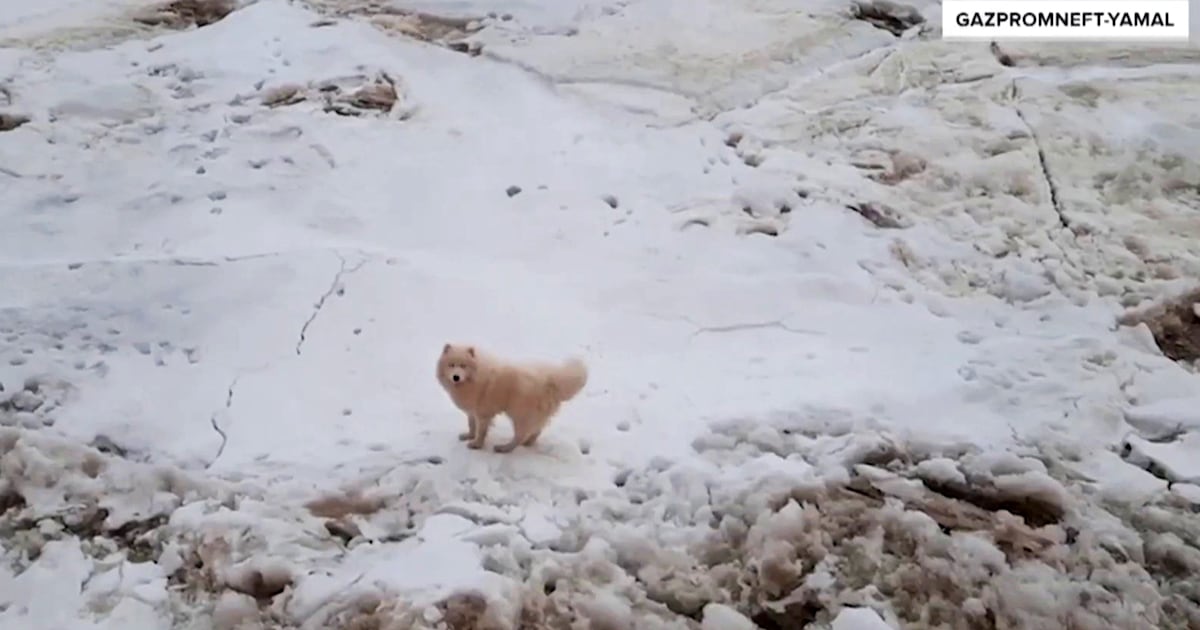 Dog rescued from Arctic ice floe by crew of Russian icebreaker